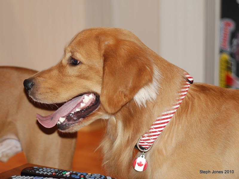 Molson & boxer Patch get a mid-night playdate! | Golden Retriever Dog ...