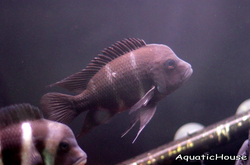 Aquatic House: Frontosa - Samazi