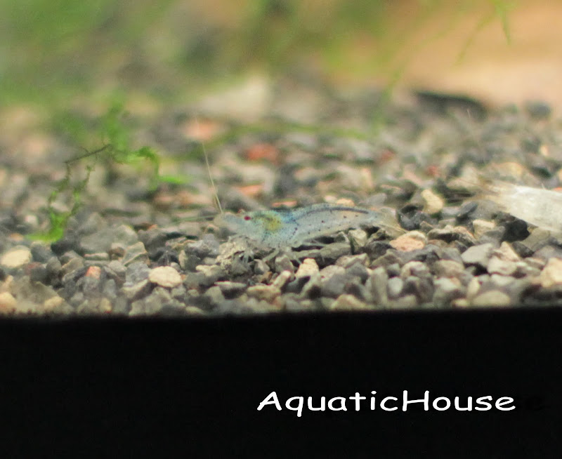Aquatic House: Shrimp - Blue Shrimp