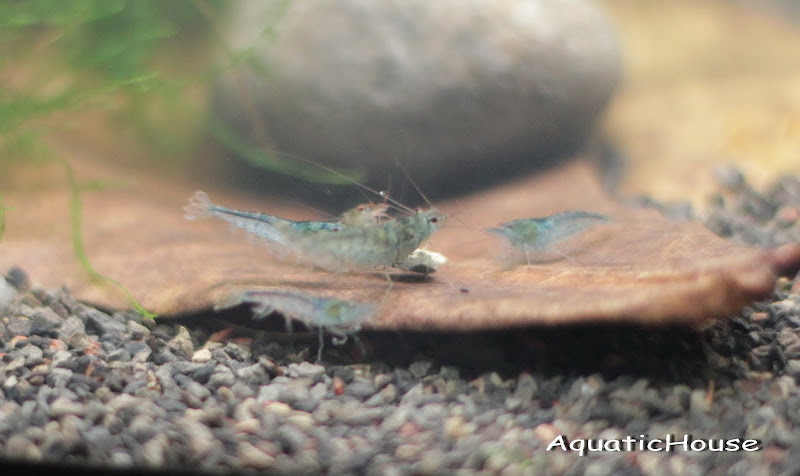 Aquatic House: Shrimp - Blue Shrimp