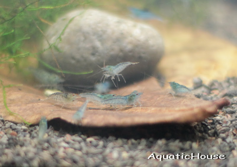 Aquatic House: Shrimp - Blue Shrimp