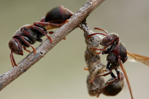 Stick-nest Brown Paper Wasp | Project Noah