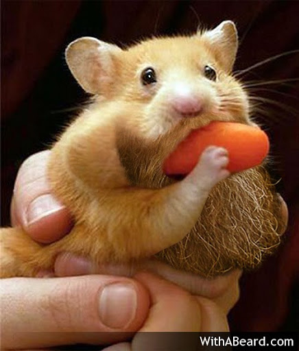 National Beard Society