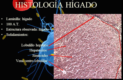 · EL BLOG DEL HÍGADO (THE LIVER´S BLOG): 4.- CONSTITUCIÓN HISTOLOGIA ...