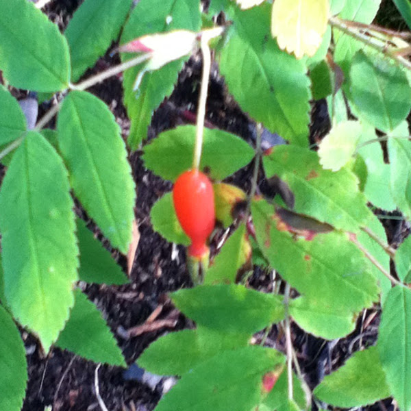 Prickly wild rose, Arctic rose, prickly rose | Project Noah