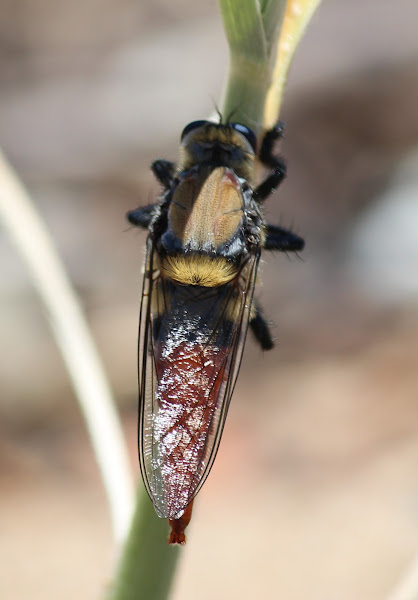 Giant Yellow Robber Fly | Project Noah
