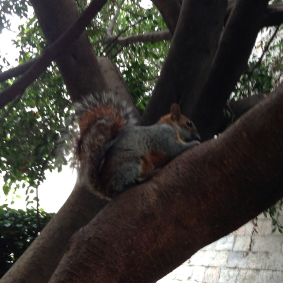 Mexican Gray Squirrel | Project Noah