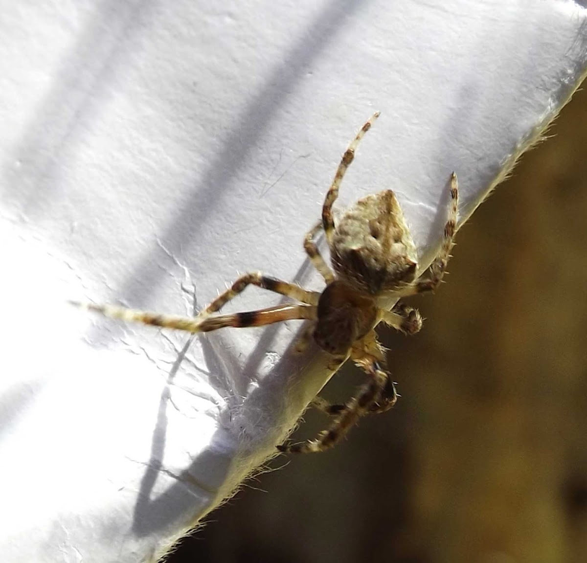 Common Garden Orb Weaving Spider | Project Noah