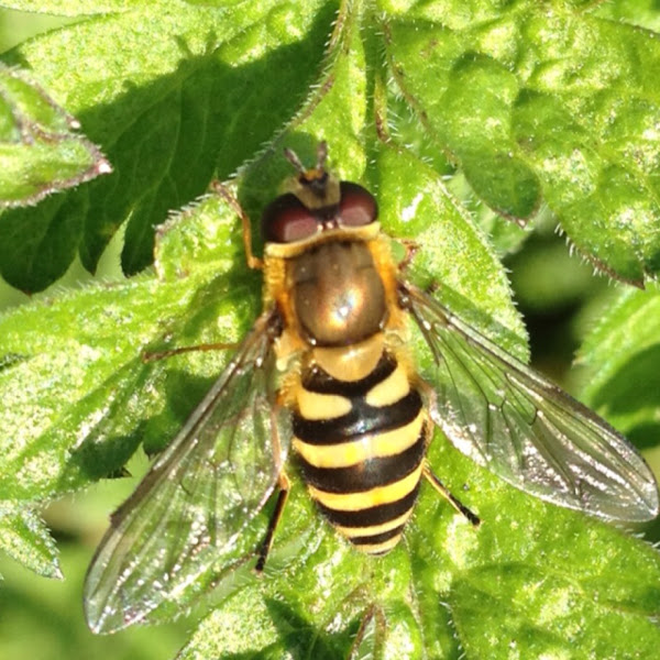 common hoverfly | Project Noah