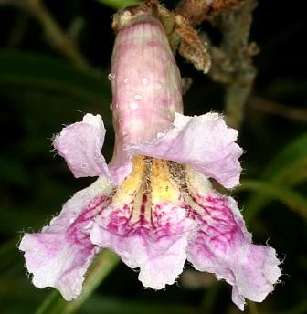 Bignoniaceae - FloraSBS