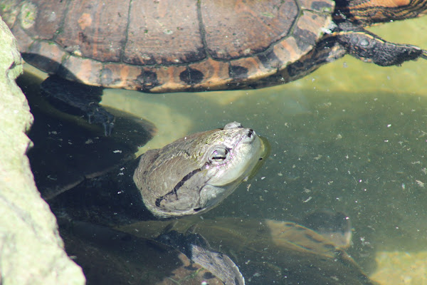 Hilaire’s Toadhead Turtle | Project Noah