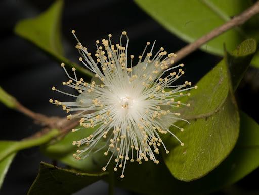 FOTOGRAFIAS DE LA FLORA AUTOCTONA DEL URUGUAY: GUAVIYÚ