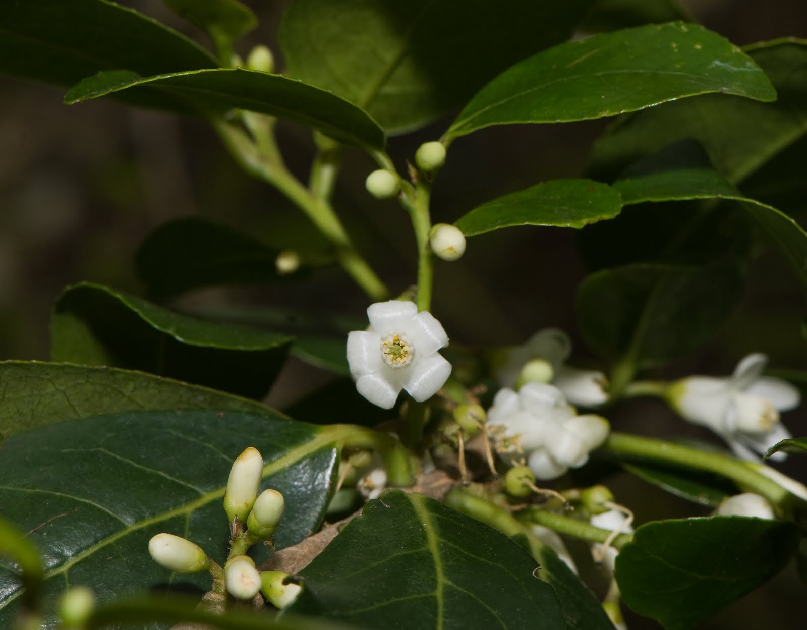 FOTOGRAFIAS DE LA FLORA AUTOCTONA DEL URUGUAY: AZARERO DEL MONTE