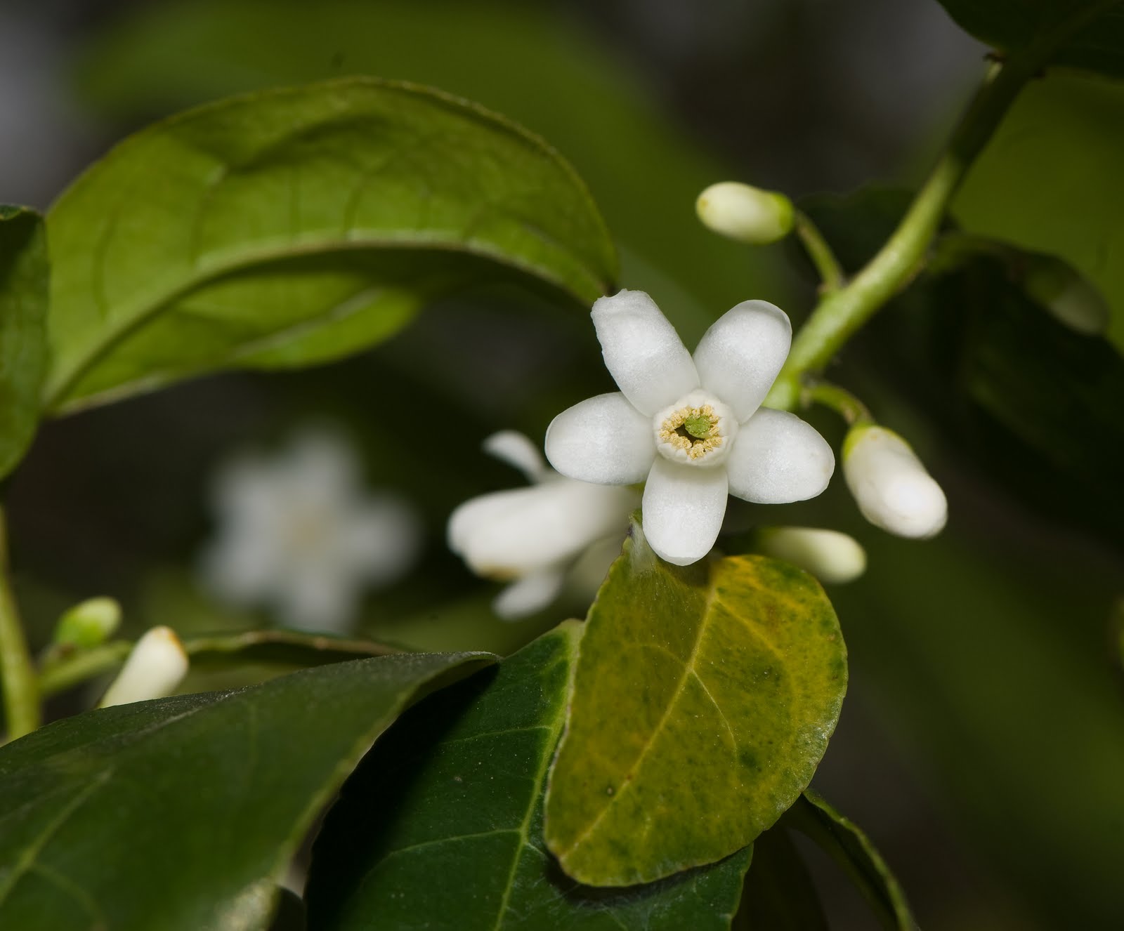 FOTOGRAFIAS DE LA FLORA AUTOCTONA DEL URUGUAY: AZARERO DEL MONTE