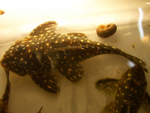 Hypancistus sp. L201 vs Hypancistrus contradens - PlanetCatfish.com