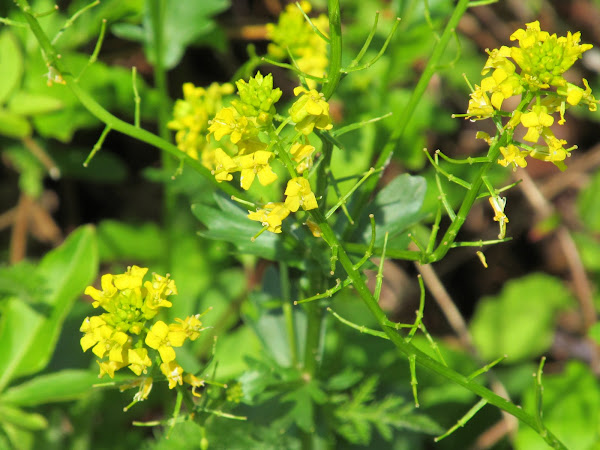 Winter Cress | Project Noah