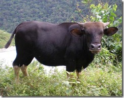 Animal As Football Trophy Hurts Mizo Activists | Sinlung