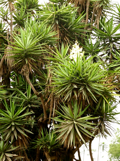 The Story of The Bad Tree | Who Are You Calling Crafty?