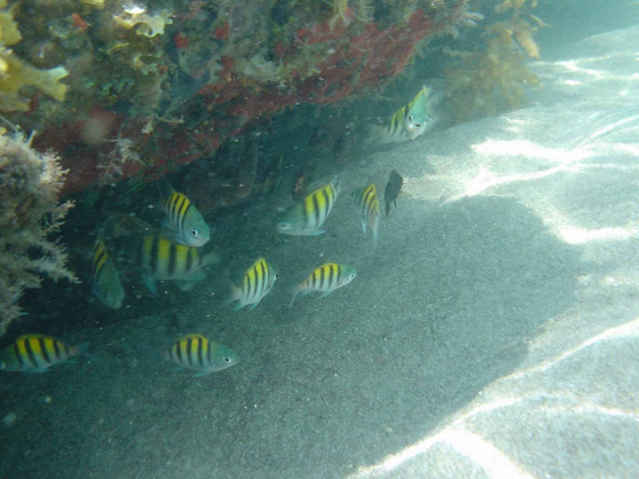 Isla/Ile Corisco: paradise island between Gabon and Equatorial Guinea ...
