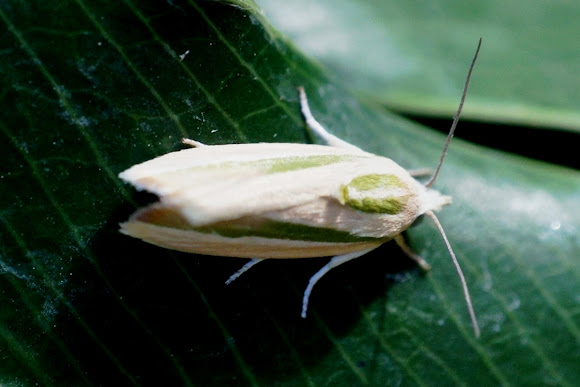 Spotted Bollworm | Project Noah