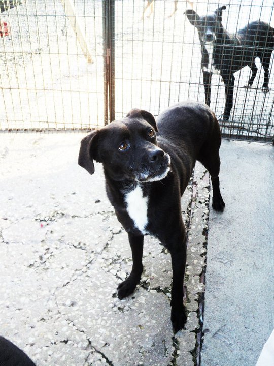 PZ - Adop??o de C?o - C?o Rafeiro - Gabiru - acolhido(a) por Uni?o Zo?fila