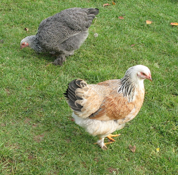 the cream gene | Page 4 | BackYard Chickens - Learn How to Raise Chickens