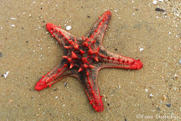Red-knobbed starfish | Project Noah
