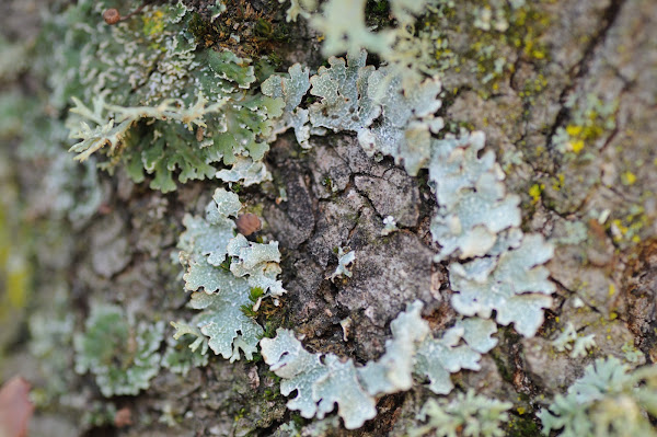 Net-marked parmelia, lichen | Project Noah
