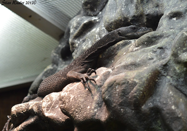 Black Tree Monitor | Project Noah