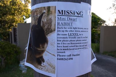 Killarney Heights NSW Australia: No news on Lenny the missing rabbit