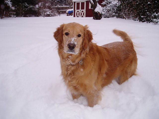 Snowplowing Dogs | Snow Plowing Forum