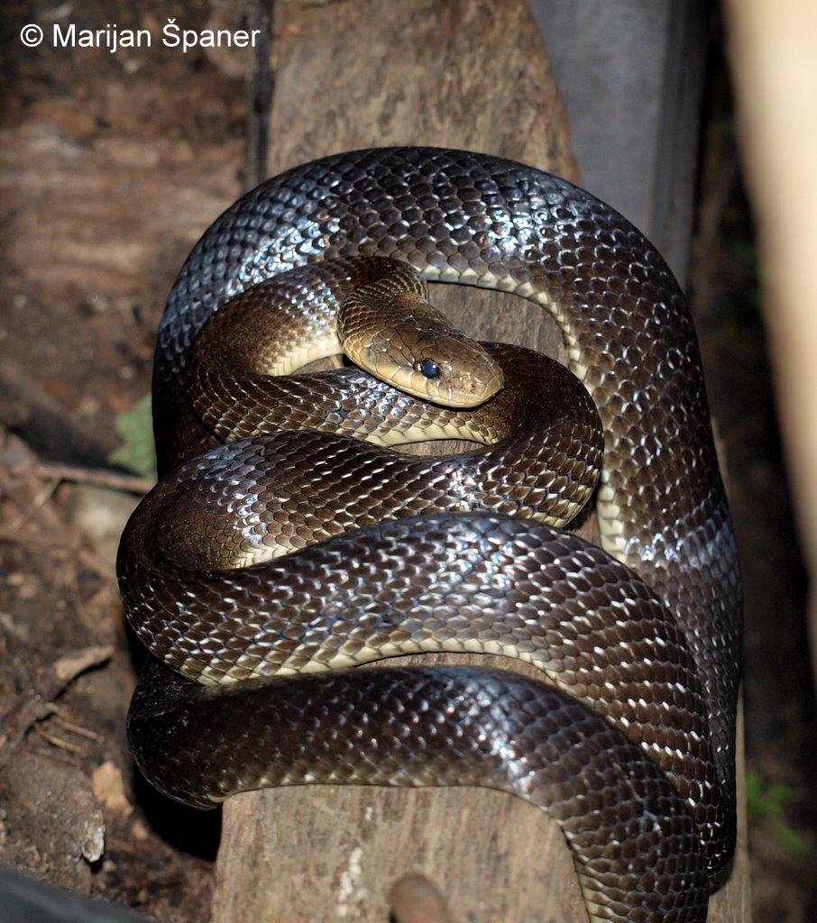 navadni gož - PLAZILCI SLOVENIJE - JIH POZNAMO?; Reptiles of Slovenia ...