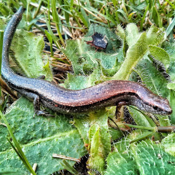 Ground Skink | Project Noah