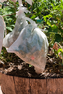 Finally, I might get some Capsicum | My Gardening Folly