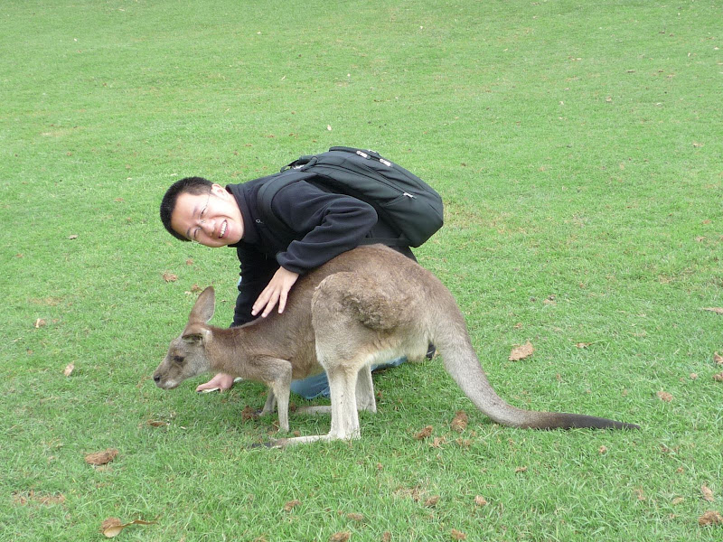 Close Contact with National Animal in Brisbane « SHEEP YE