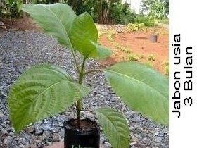Photo Bibit Pohon Jabon | Kayu Jabon