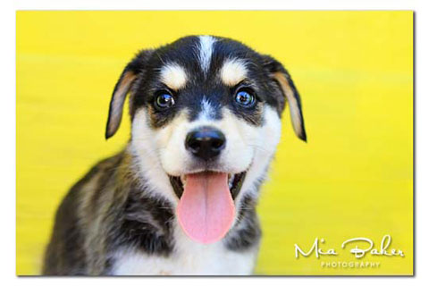 Fotos increibles con el color amarillo