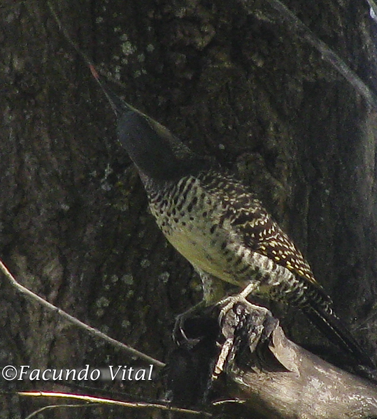 Aves de Bariloche: Carpintero Pitío (Colaptes pitius)