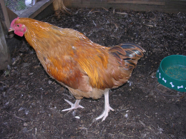 Sexing a few mutt Chickens? large pictures. | BackYard Chickens - Learn ...