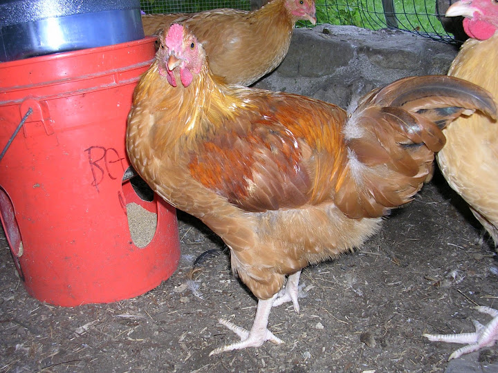 Sexing a few mutt Chickens? large pictures. | BackYard Chickens - Learn ...
