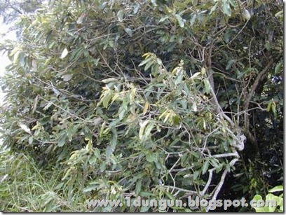 Pokok Dungun | 1Dungun