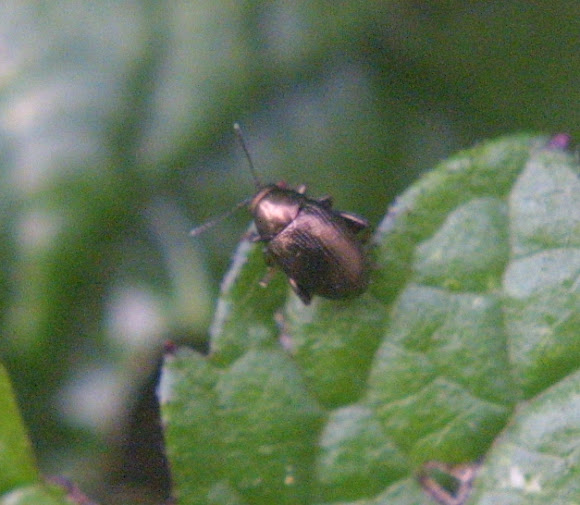 Northern Plantain Flea Beetle | Project Noah