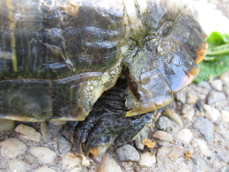 Redearslider.com :: View topic - Badly Broken and Rotting(?) Shell