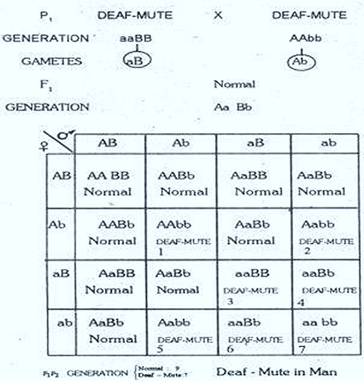 Interaction of genes | BIOZOOM