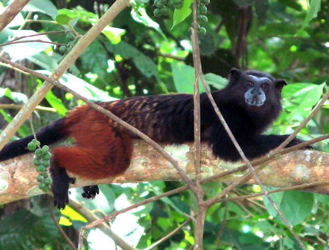 Fauna de la selva - Página 5 - Foros Perú