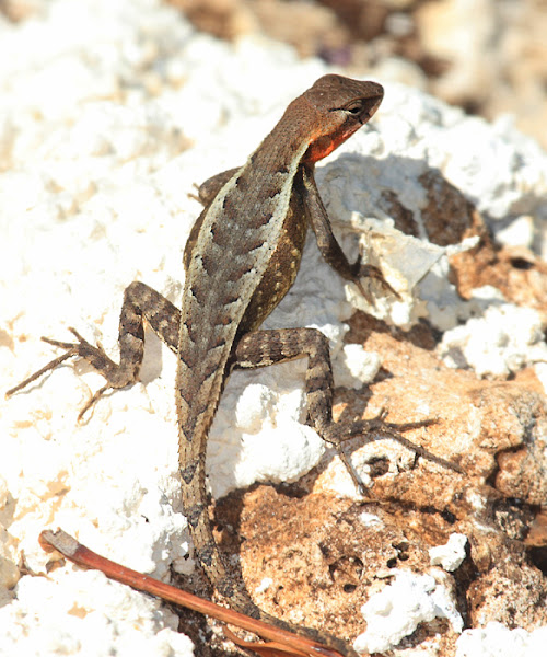 Yucatan Spiny Lizard | Project Noah