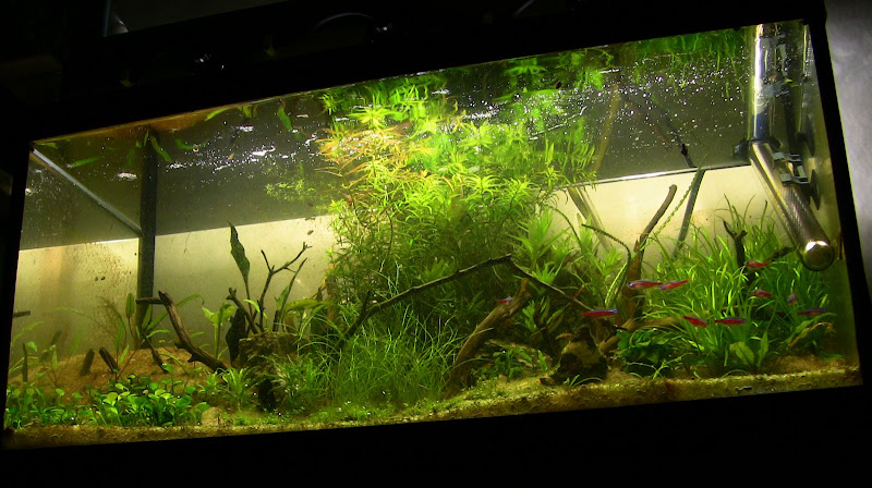 20G Long Tank Build | The Planted Tank Forum