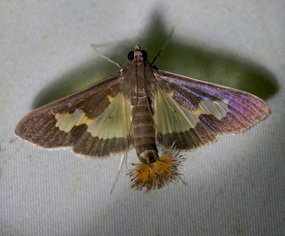 Pickleworm Moth | Project Noah