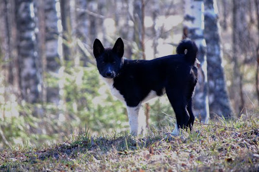 Uusi pentu - WWW.PYSTYKORVA.INFO