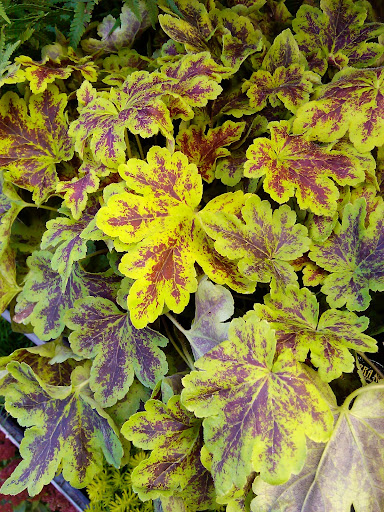 All Andrew's Plants: Heucherella 'Solar Power'